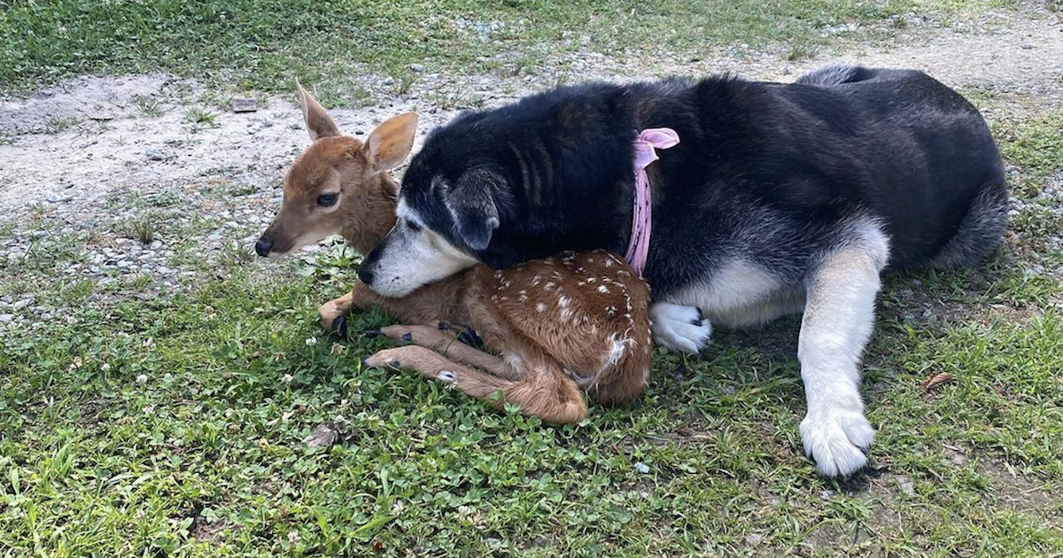 Deer Mixed With Dog
