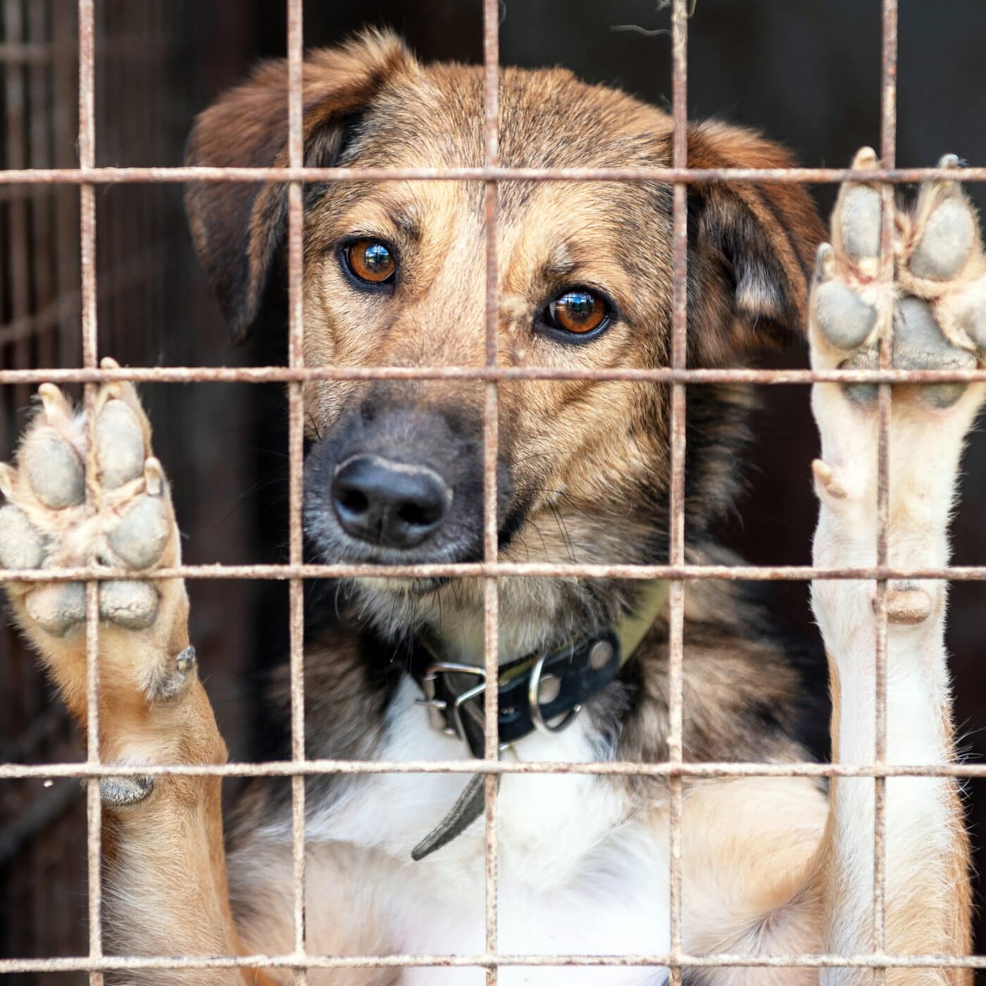 Greater Good Charities Donation - iHeartDogs.com