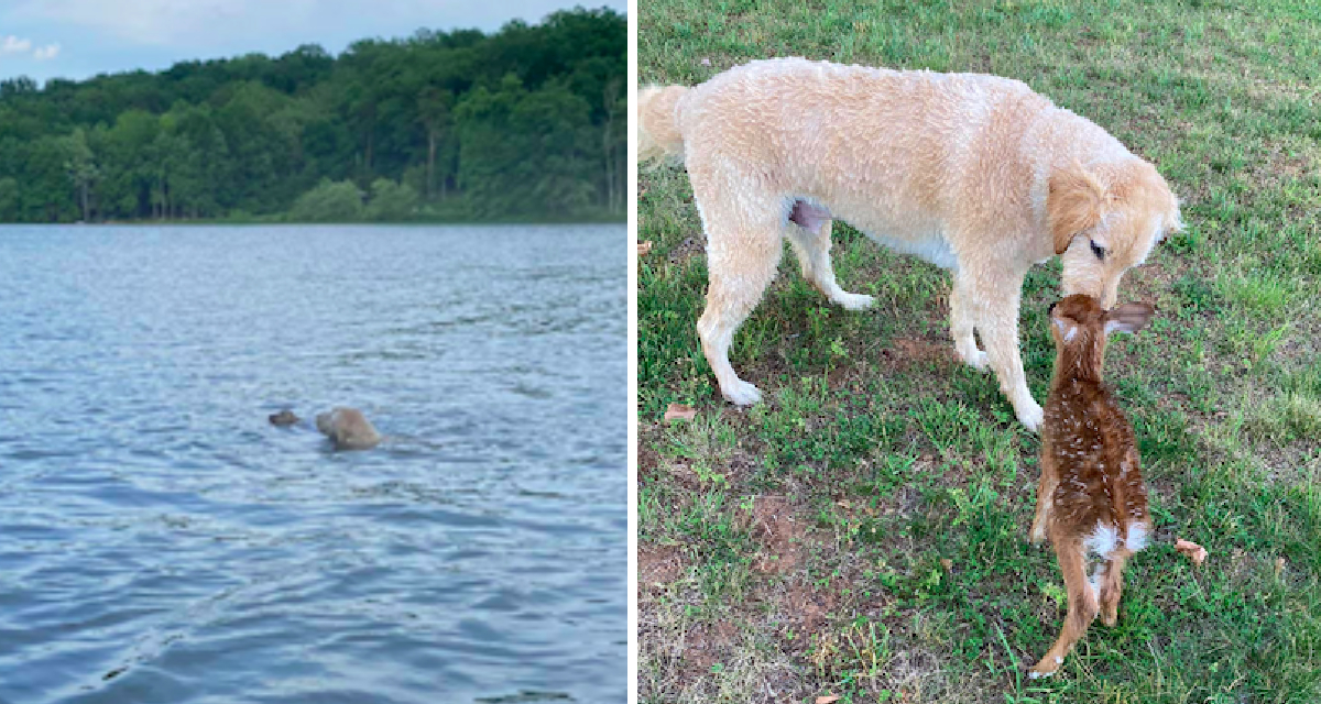 Courageous Dog Is Best Friends With Fawn He Rescued From Drowning In Lake
