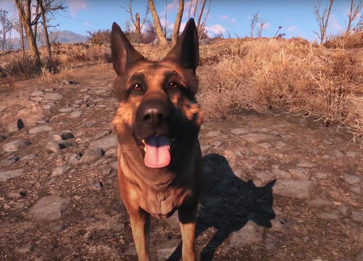 River, The Dog Who Inspired A 'Fallout 4' Game Character, Passes Away ...