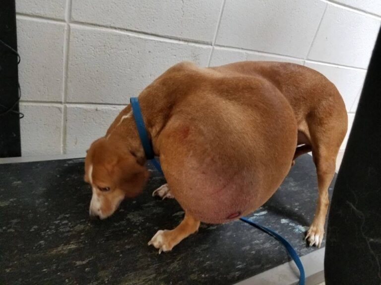 Dog Surrendered With 15 Pound Tumor Now Lives A Happy Life - iHeartDogs.com