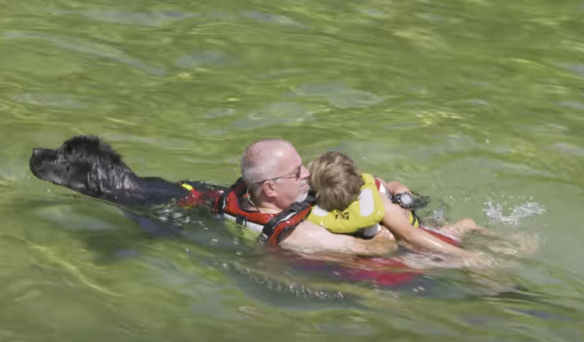 Italian Lifeguard Dogs Leap From Helicopters To Save People | Whisker ...
