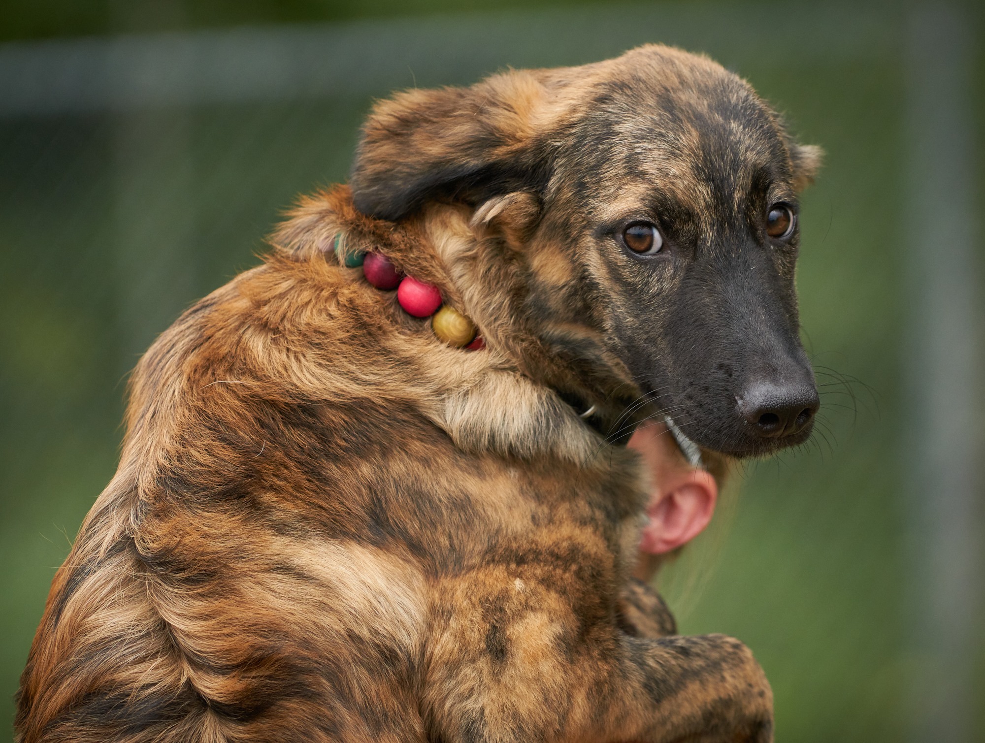 U.S. Rescue Helps Kabul Heroes Save Dogs From Chaotic Afghanistan ...