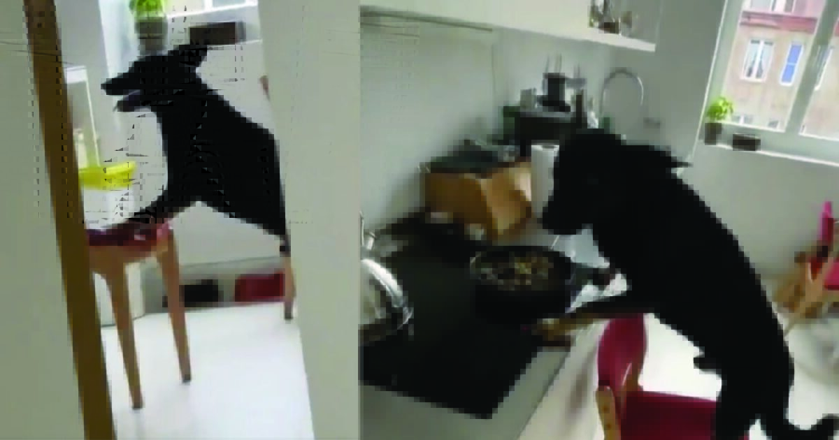 Sneaky Dog Slides Chair Across Kitchen To Steal Food From The Stove ...