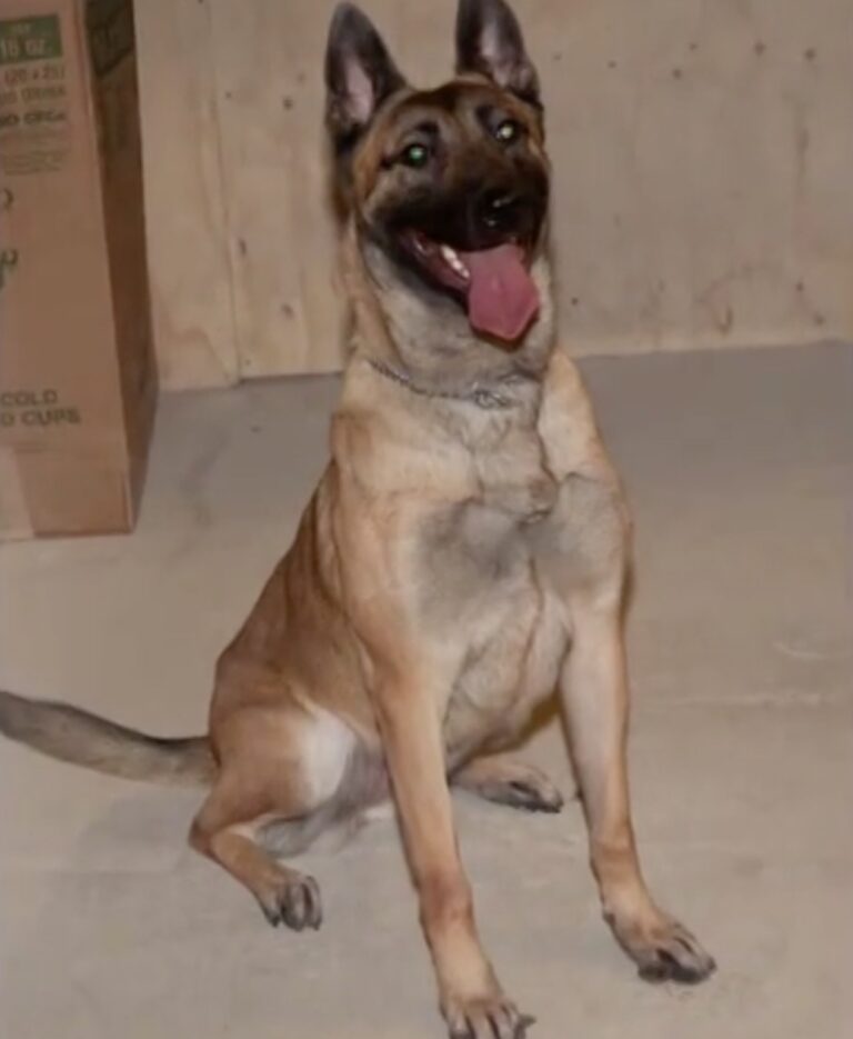 12 Incredible Hero Dogs That Saved Human Lives - iHeartDogs.com