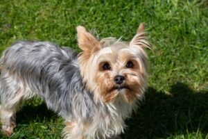 12 Incredible Hero Dogs That Saved Human Lives - iHeartDogs.com