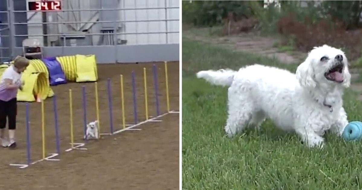 10 Most Hyper Dog Breeds