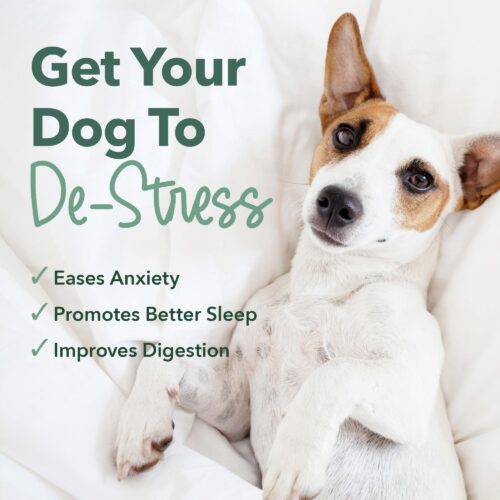 Stress Treatment: Stress Relief Supplements For Dogs