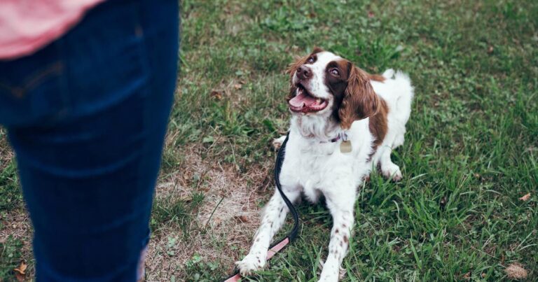15 Beautiful Reasons The Bond Between Humans And Dogs Is Unique ...