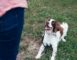 Why ‘Alpha Leader’ Training Has Been Debunked In Dogs - iHeartDogs.com