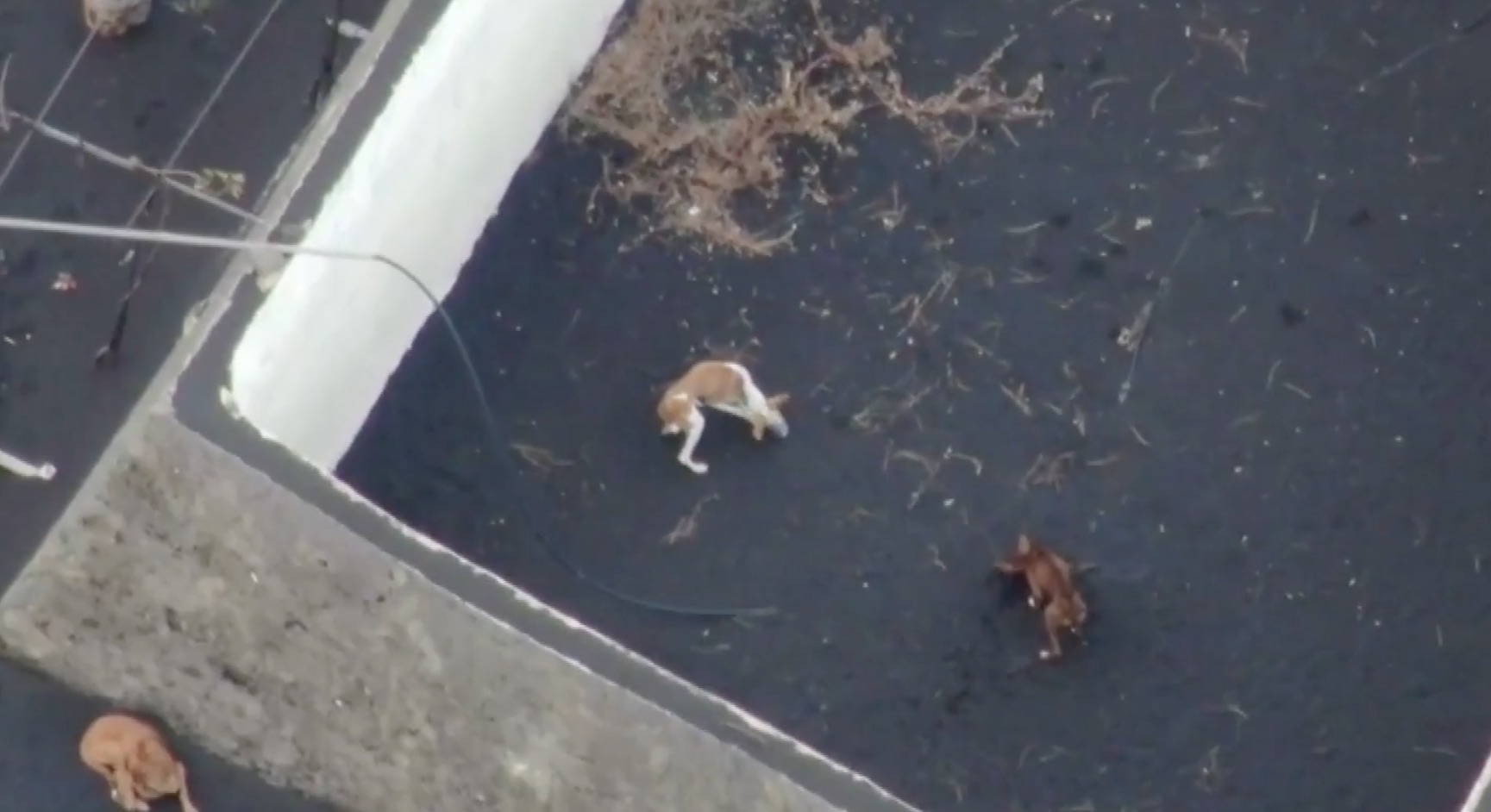 Incredible Footage Shows Rescuers Drone-Dropping Food To Dogs Trapped ...