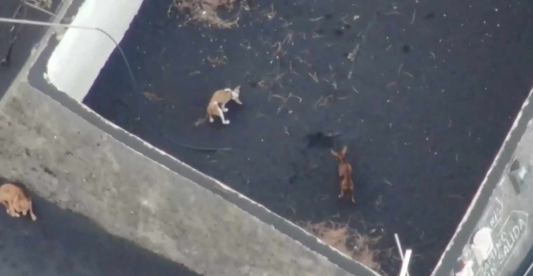 Incredible Footage Shows Rescuers Drone-Dropping Food To Dogs Trapped ...