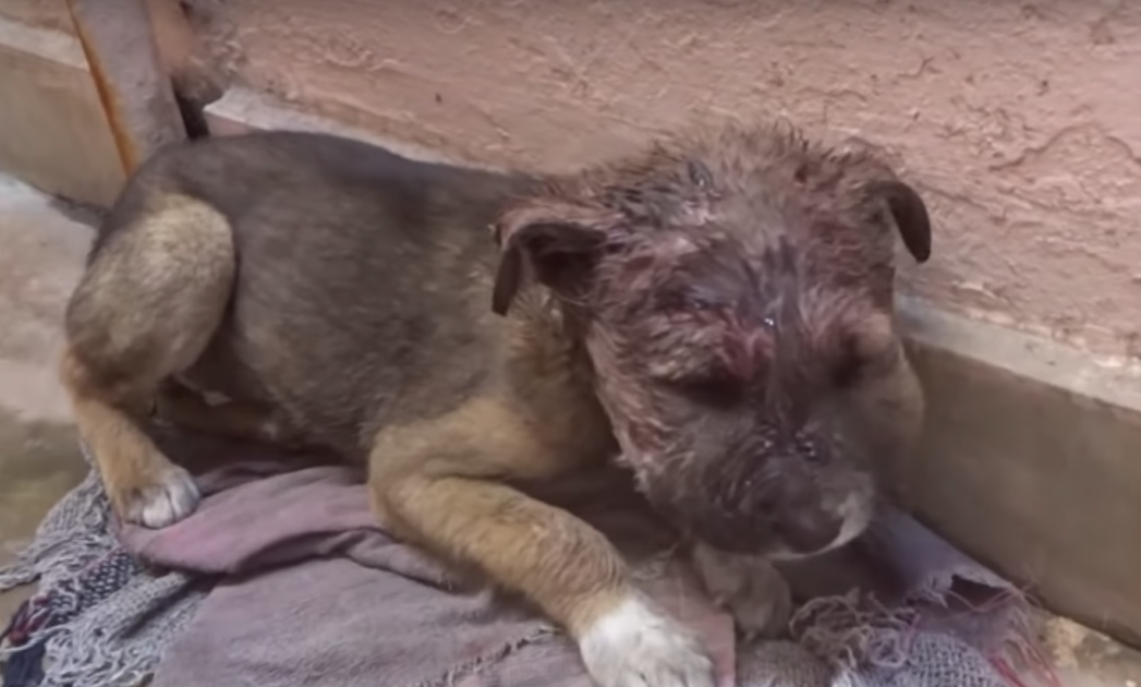 Stray Baby Slept In Alleyway On Dirty Mat When Mama Rejected His ...