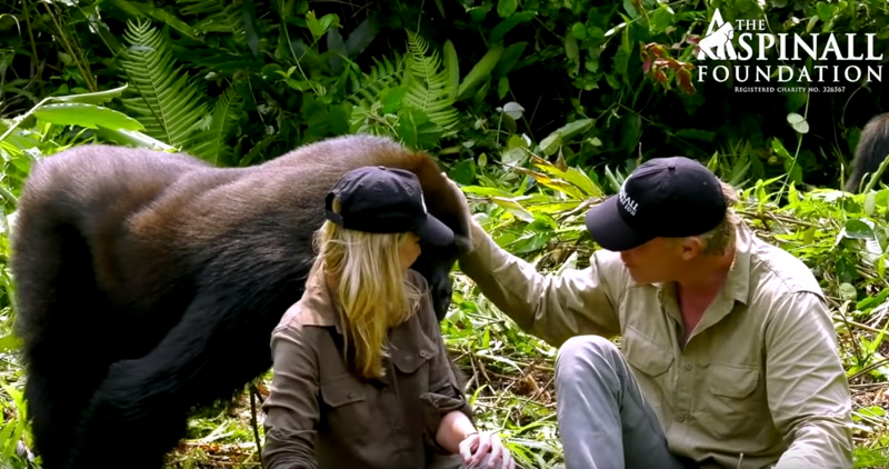 6-Years After Raising Wild Gorilla He Introduced His Wife & Despite ...
