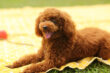 6 Remedies & Supplements For Your Poodle’s Diarrhea, Gas, Vomiting, or ...