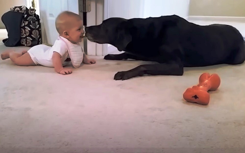 Innocent Baby Gets Too Close To Dog And Dog Goes Straight For Her Face ...