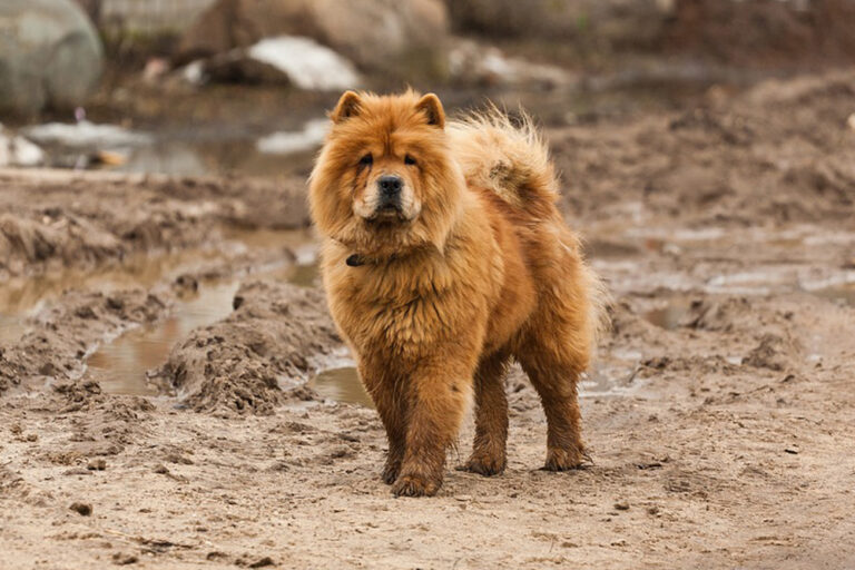 6 Remedies & Supplements For Your Chow Chow’s Diarrhea, Gas, Vomiting ...