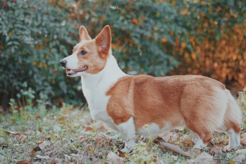 6 Remedies & Supplements For Your Corgi’s Diarrhea, Gas, Vomiting, or ...