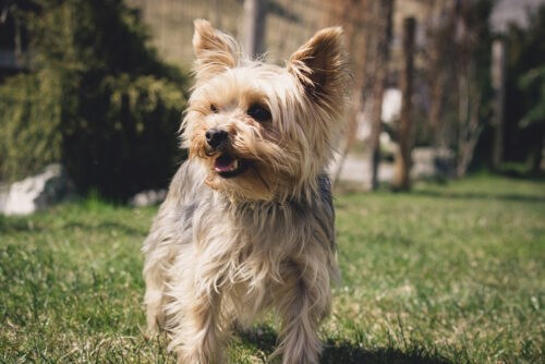 6 Remedies & Supplements For Your Yorkie’s Diarrhea, Gas, Vomiting, or ...
