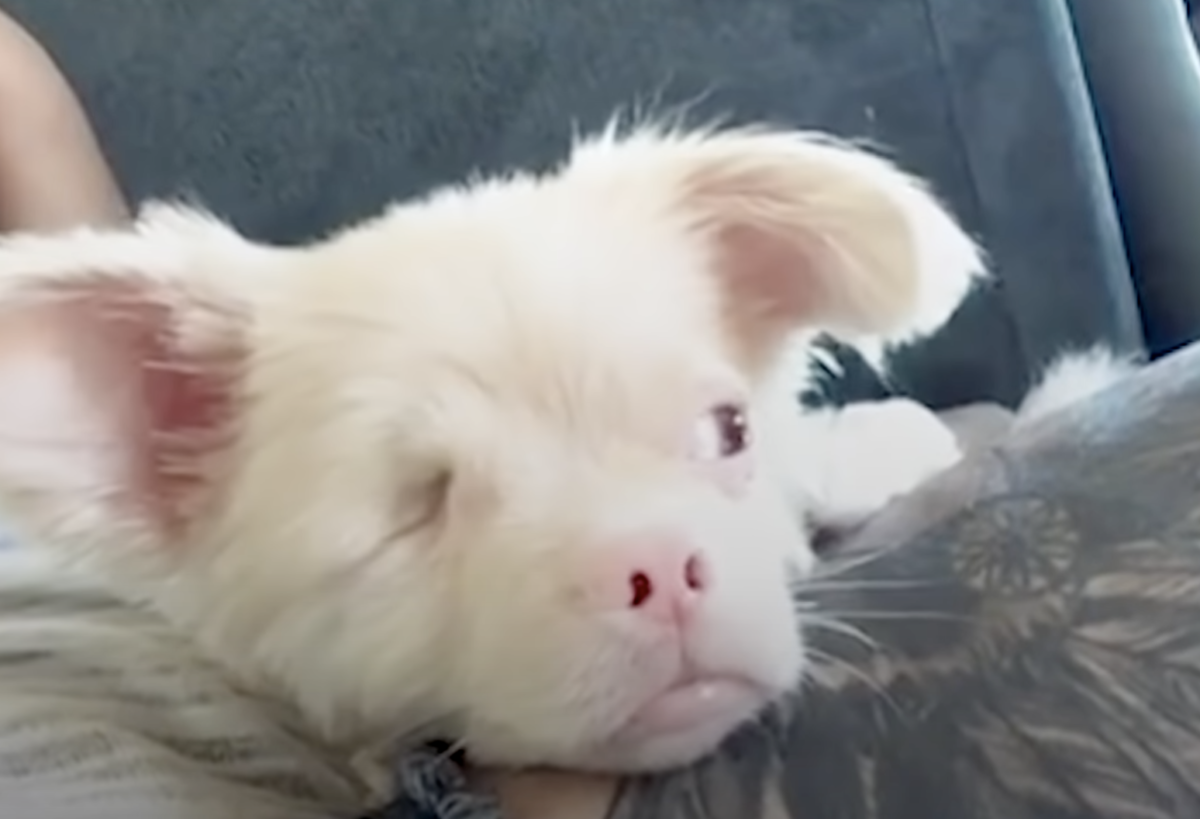 Breeder Couldn’t Profit From Tiny Albino Puppy So He Left Him On The ...