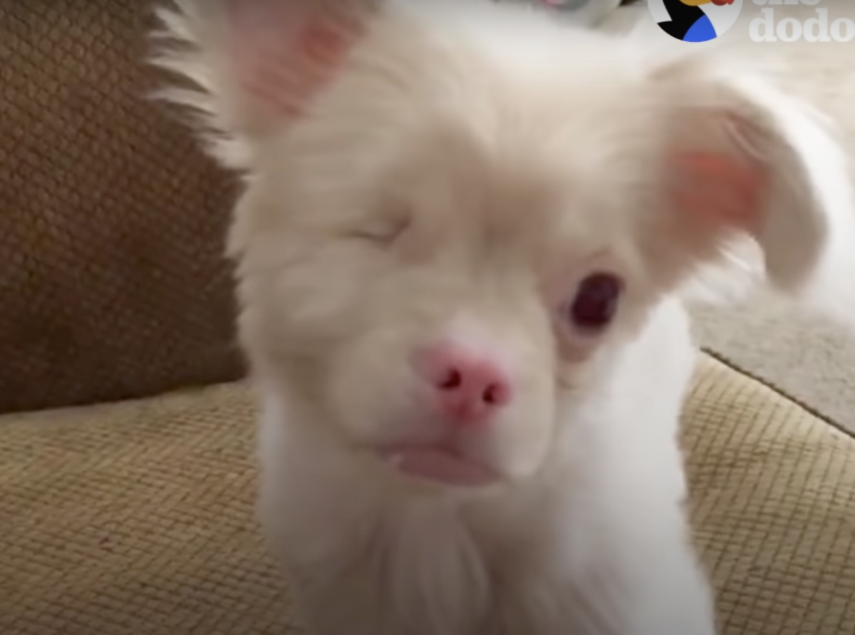 Breeder Couldn’t Profit From Tiny Albino Puppy So He Left Him On The ...