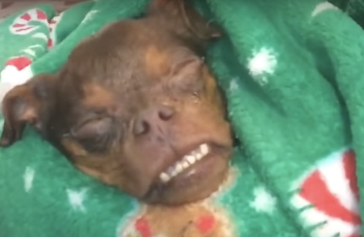 Deformed Dog Gets Ignored Because Adopters Think He’s Hideous ...
