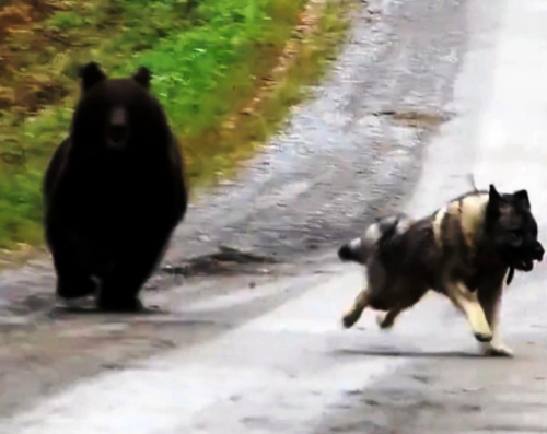 Dog Being Chased By Angry Bear Sees No Escape, Panicked Owners Freeze ...
