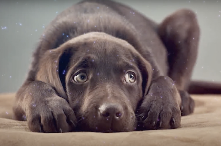 iHeartDogs.com
