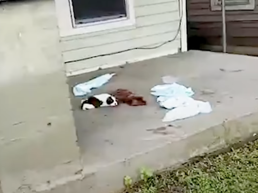Wounded And Alone, Puppy Climbed Onto Abandoned Porch, 'Dreamt' Of His ...