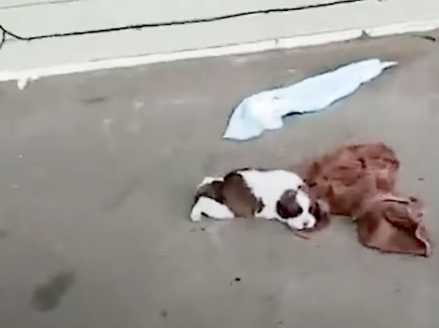 Wounded And Alone, Puppy Climbed Onto Abandoned Porch, 'Dreamt' Of His ...