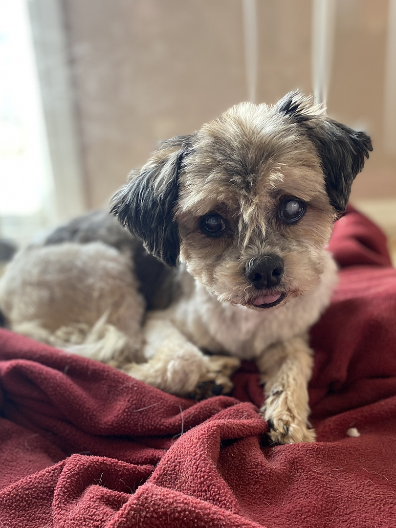 Here's How You Gave Taterchip A New Home After His Family Passed Away ...