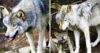 Man Saved A Dying Wolf And Her Cubs, Years Later The Wolf Returned The ...