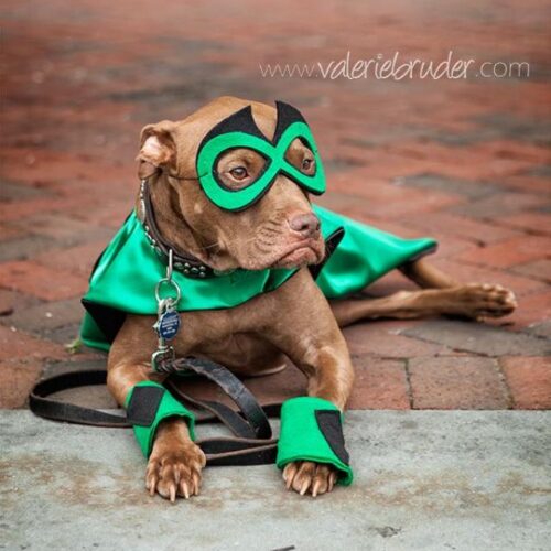 Famous Therapy Dog & Inspirational Abuse Survivor Aladdin Has Passed ...
