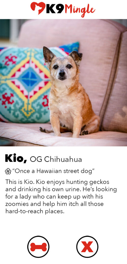 Introducing Our New Doggy Dating App “K9 Mingle” - iHeartDogs.com