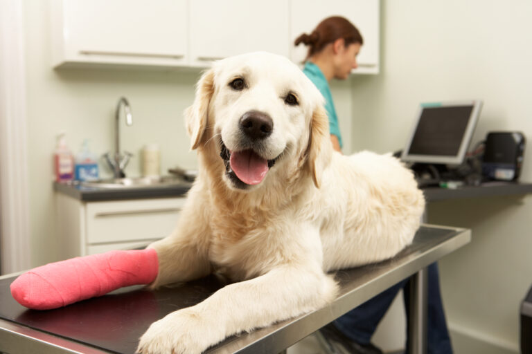 Lemonade vs. Pets Best Insurance: In-Depth Comparison - iHeartDogs.com