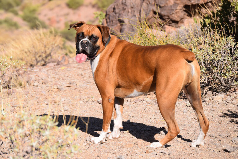 The 13 Dog Breeds With The Wildest Wiggle Butts - iHeartDogs.com