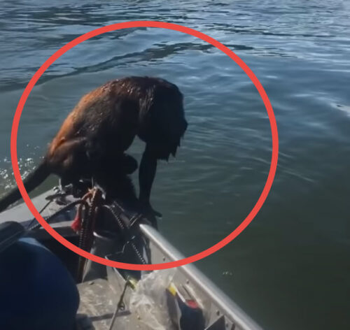 Fisherman Throws Life-Jacket To Save Drowning Dog But It’s 'Not A Dog ...