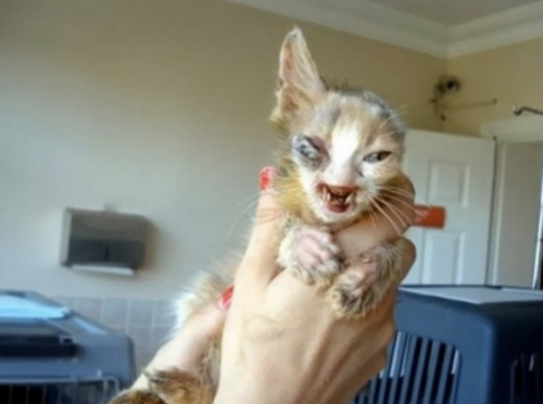 Adults Cringed At Kitty Too "Terrifying" To Look At So Little Girl ...