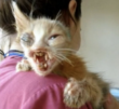 Adults Cringed At Kitty Too "Terrifying" To Look At So Little Girl ...