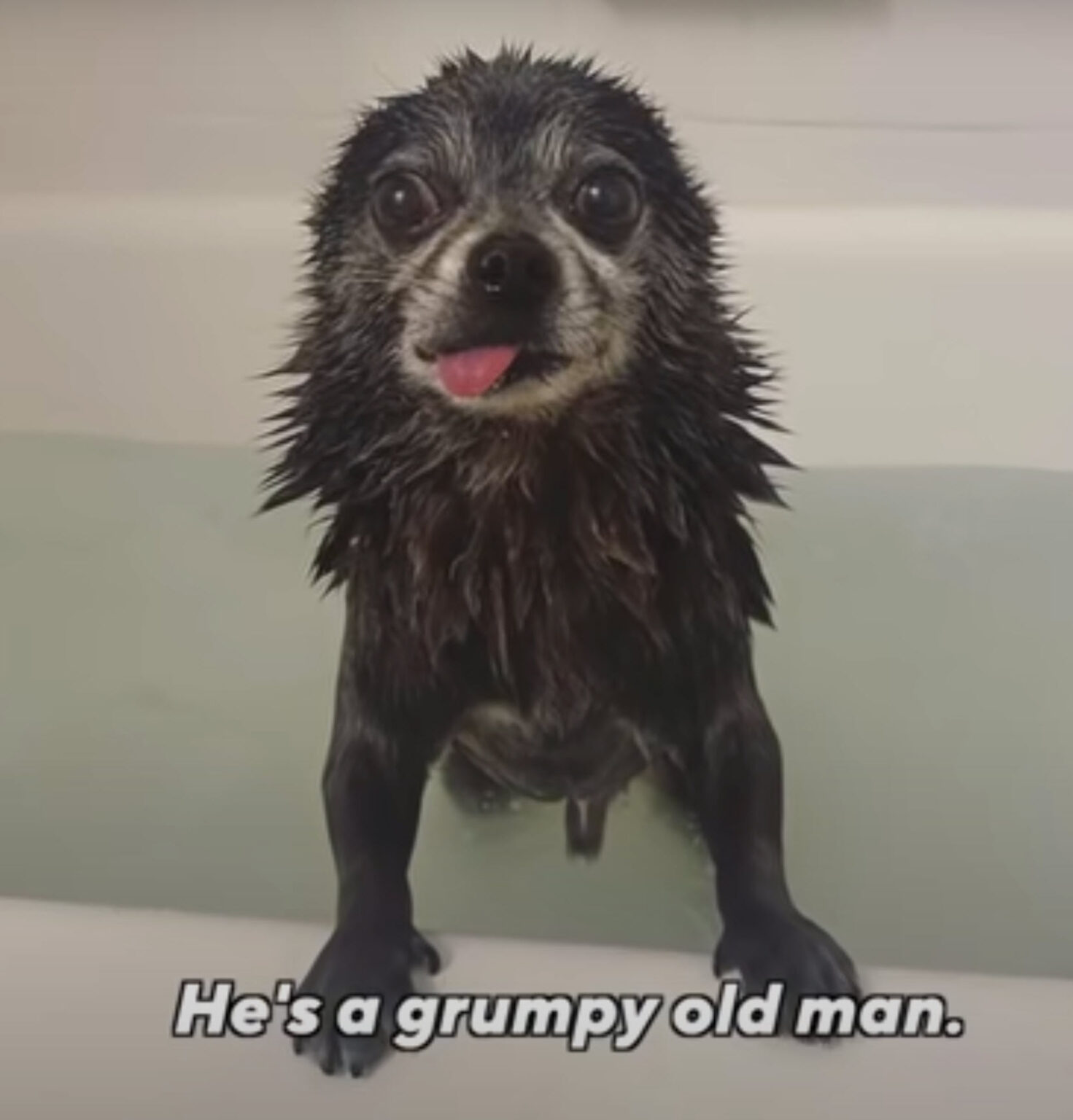No One Wanted This ‘Grumpy Old Man’ But Then Someone Treated Him Like A ...