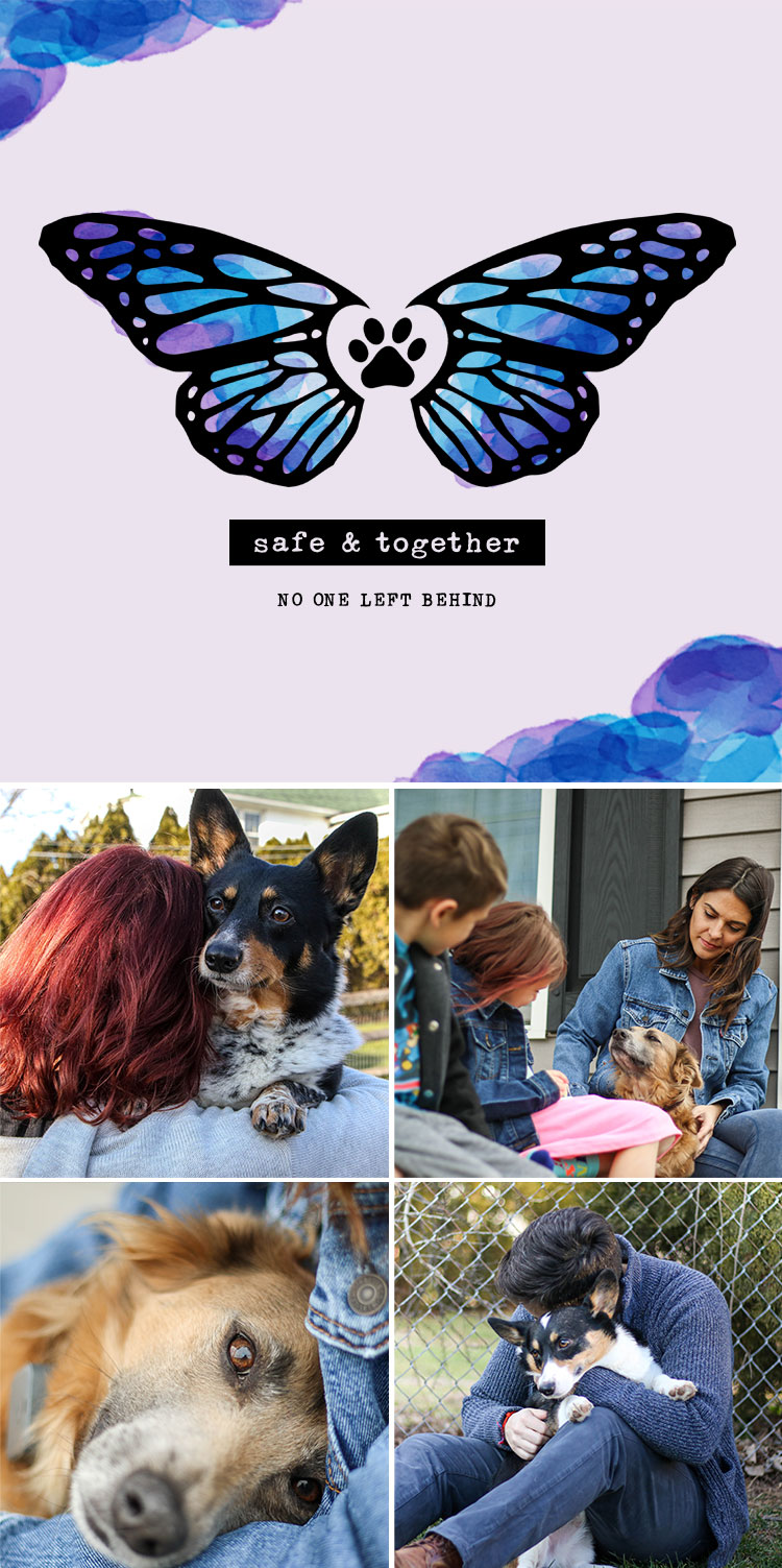 Safe & Together Program - iHeartDogs.com
