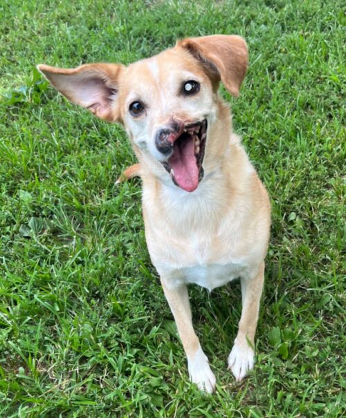 Heartbroken Dog Lost Half Her Muzzle To Gunshot, But She Still Found ...