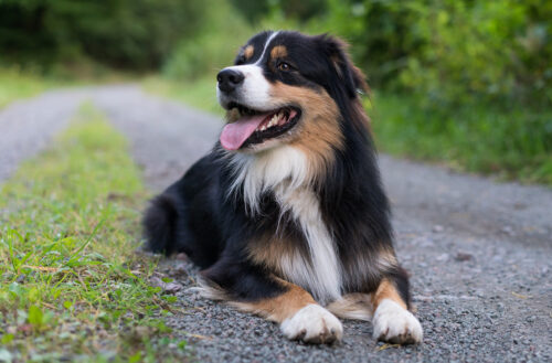 10 Best Supplements for a Senior Australian Shepherd - iHeartDogs.com