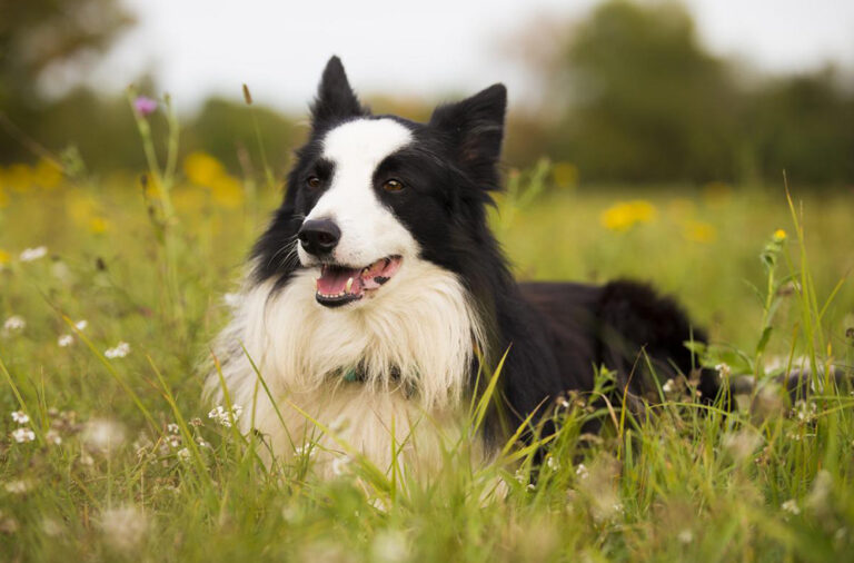 10 Best Supplements for a Senior Border Collie - iHeartDogs.com