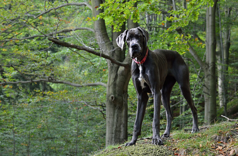 10 Best Supplements for a Senior Great Dane - iHeartDogs.com