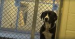 Death Row Dog “Freaks Out” When He Realizes He’s Being Adopted Into a ...