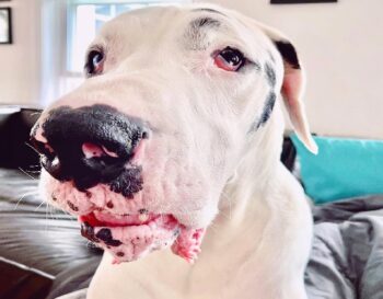 A Great Dane And His Adorable Pouting Face Is Melting The Hearts Of ...