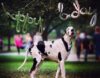 A Great Dane And His Adorable Pouting Face Is Melting The Hearts Of ...