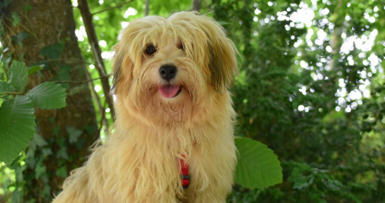 22 Small Dog Breeds That Are As Cute As They Are Compact - iHeartDogs.com