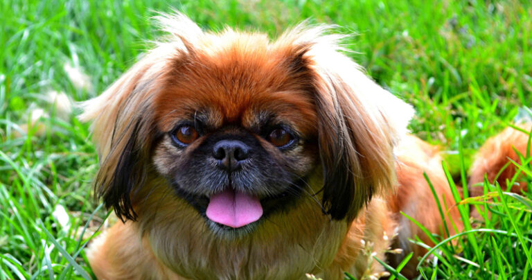 Is Your Pekingese a Picky Eater? Try This Simple Hack. - iHeartDogs.com